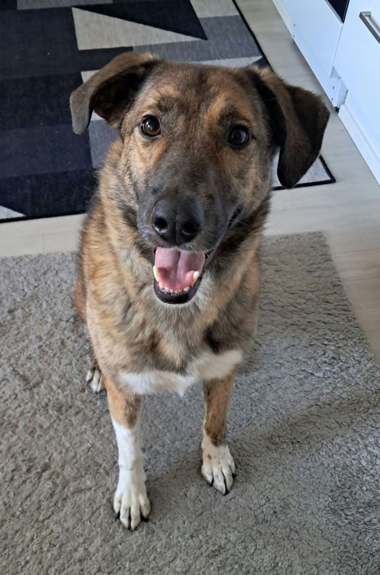 Kodittomat koirat – Toivon Kajo ry